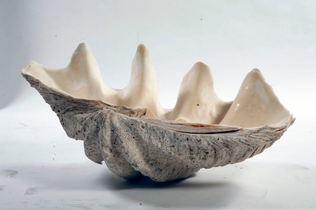 Huge Clam Shell with Stand at 1stDibs
