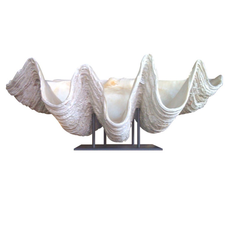 Huge Clam Shell with Stand at 1stDibs
