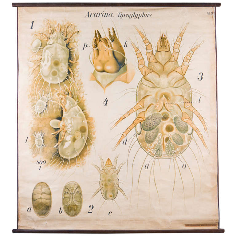 Giant French Biological Chart of a Tick by Paul Pfurtscheller, circa ...
