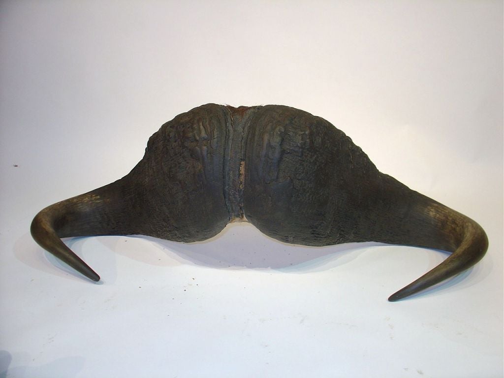 Water Buffalo Horns at 1stDibs