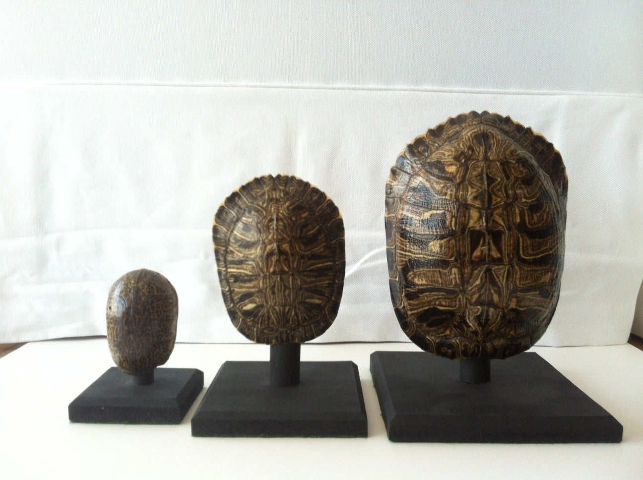 Vintage Turtle Shells on Stands at 1stDibs