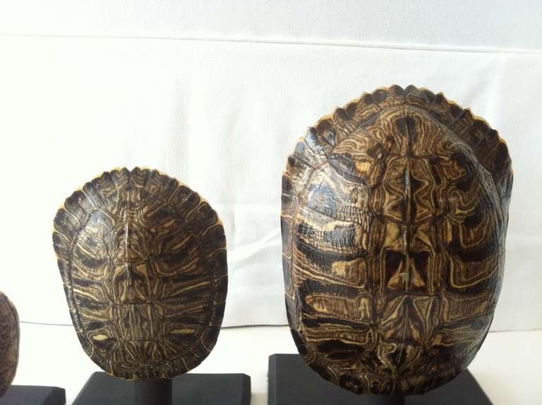 Vintage Turtle Shells on Stands at 1stDibs