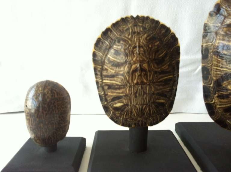Vintage Turtle Shells on Stands at 1stDibs