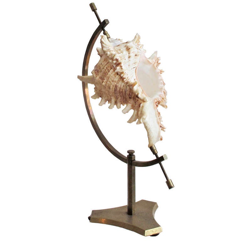 "Ivory" and "Copper" Spiked Conch Shell Displayed on a Crescent Brass ...