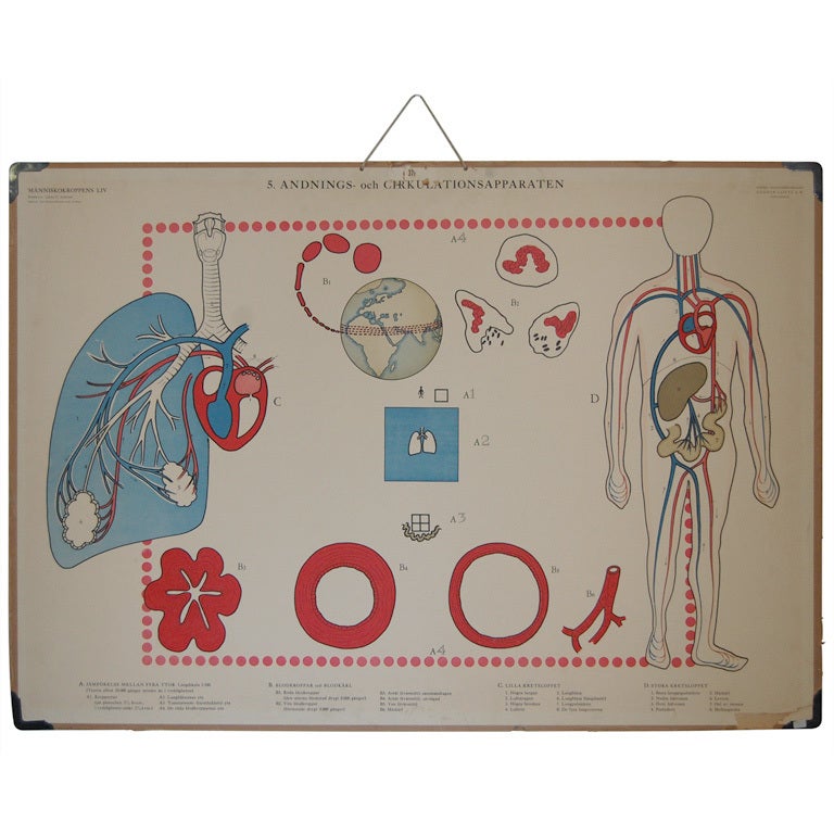 Vintage Swedish Mid-Century Medical Educational Diagram at 1stDibs
