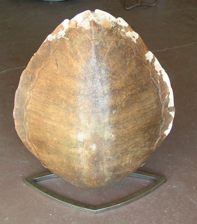 Vintage Tortoise Shell on Stand at 1stdibs