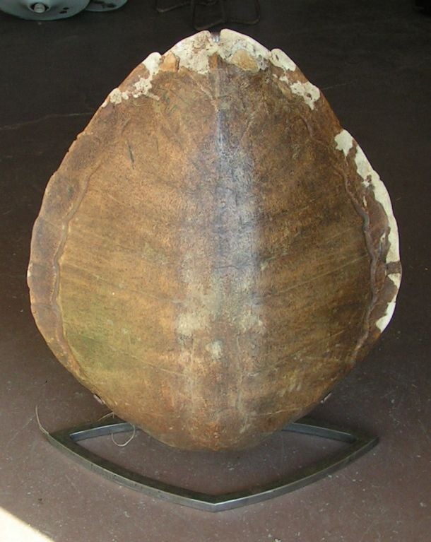 Vintage Tortoise Shell on Stand at 1stdibs