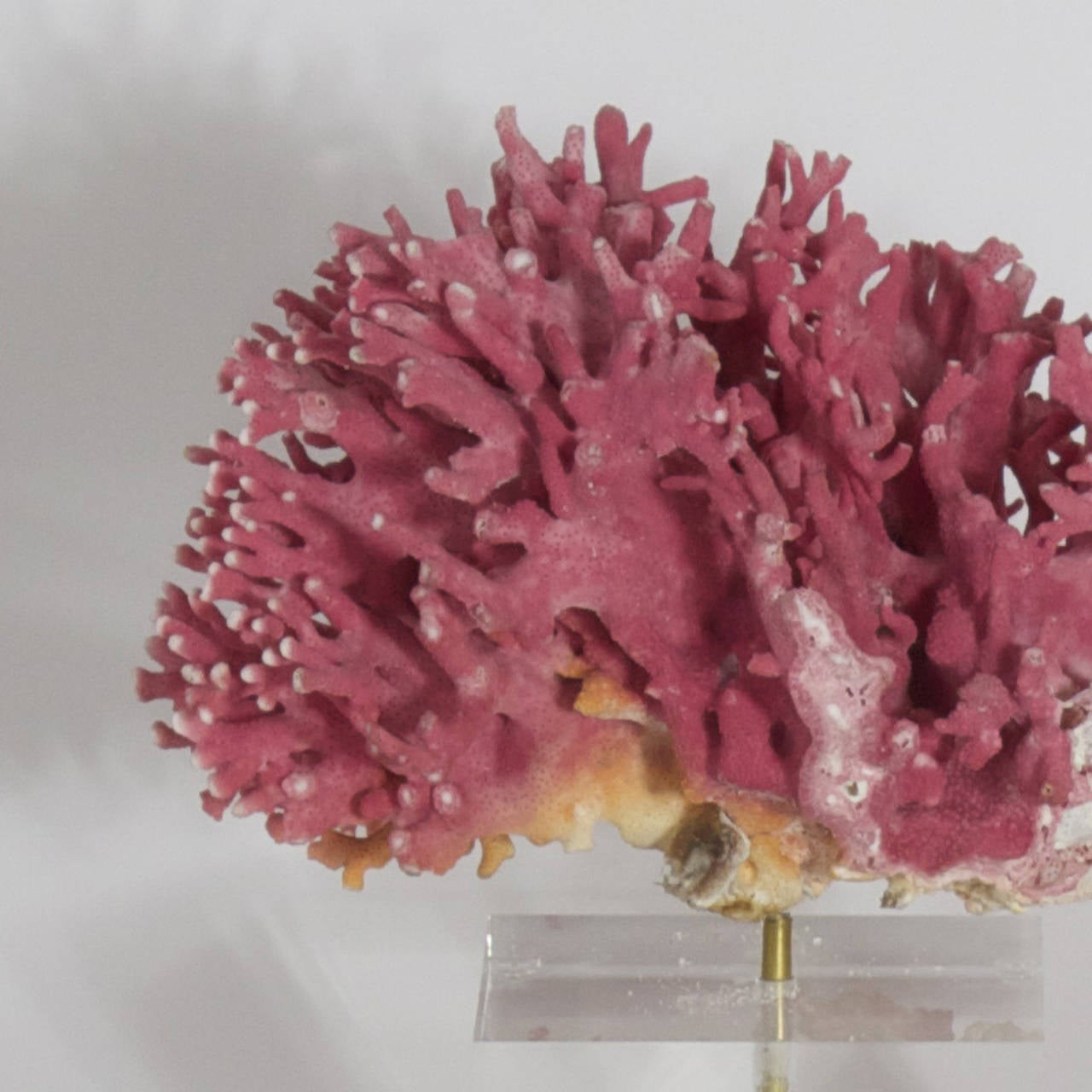Rare Pink Coral Specimen on a Lucite Base at 1stDibs | pink coral decor