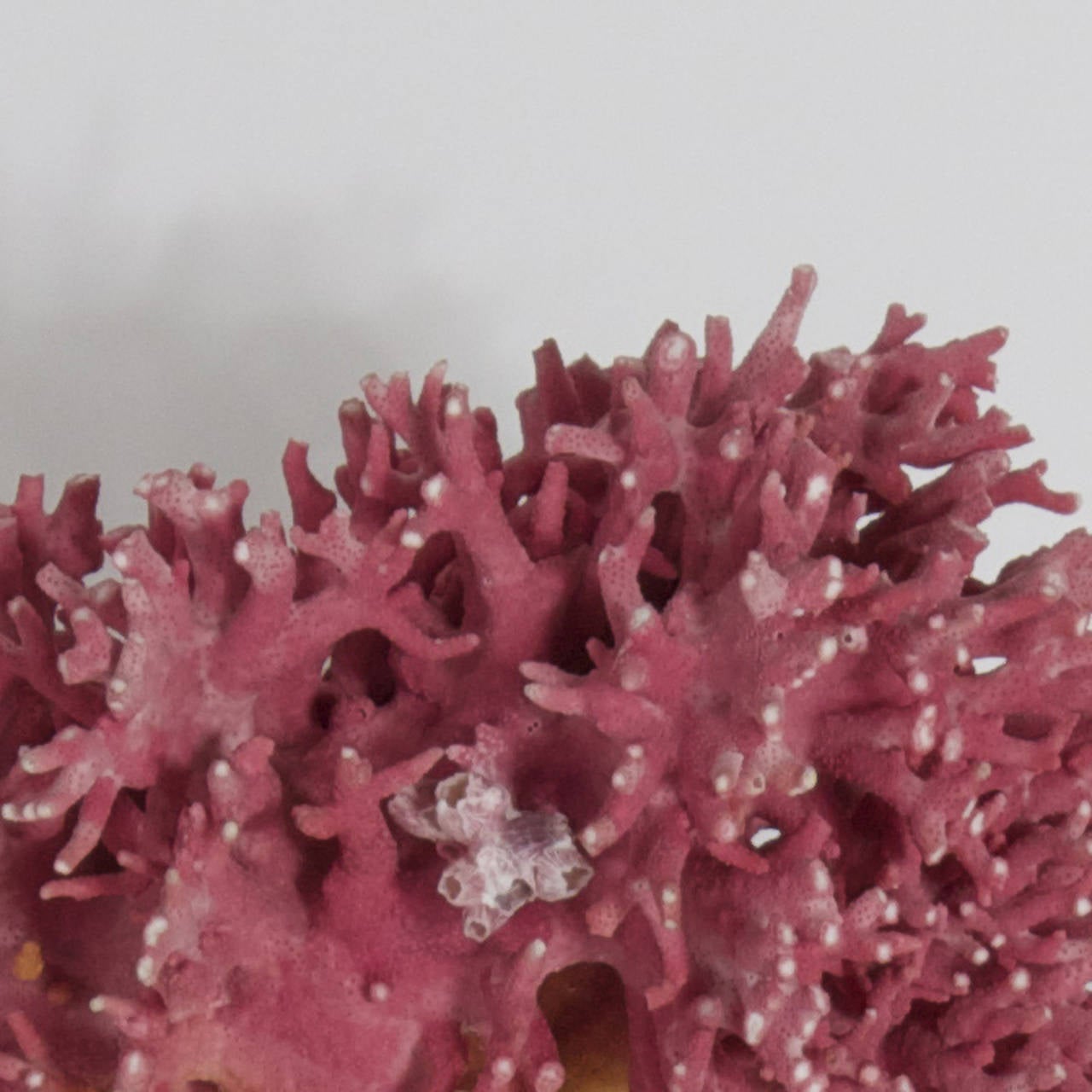 Rare Pink Coral Specimen on a Lucite Base at 1stDibs | pink coral decor