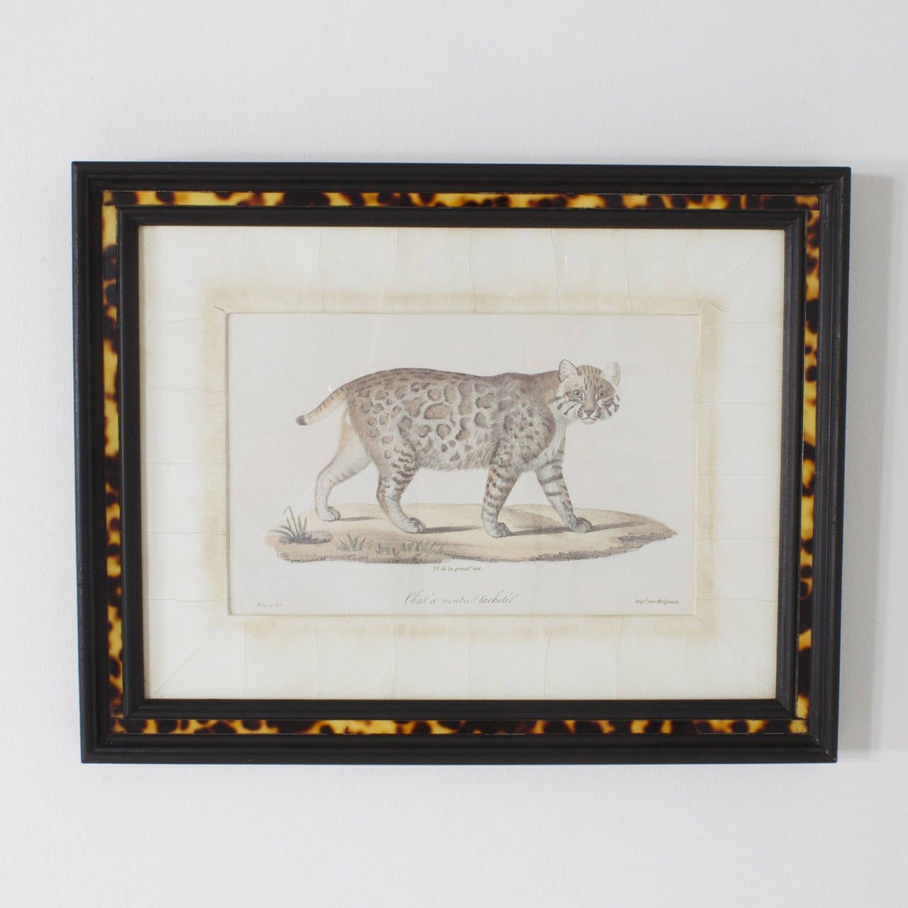 Set of Four Exotic Big Cat Prints in Faux Tortoise Frames at 1stDibs