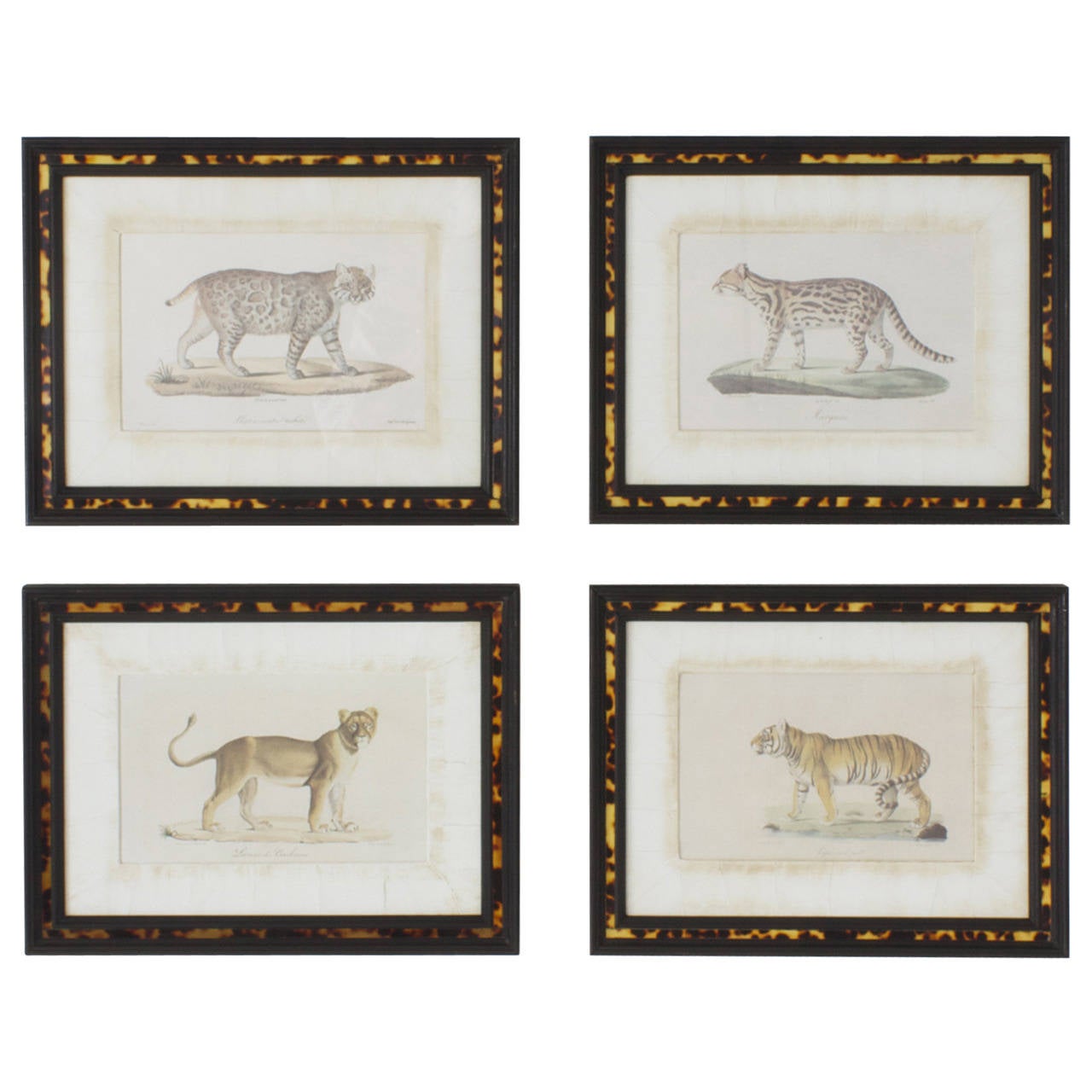 Set of Four Exotic Big Cat Prints in Faux Tortoise Frames at 1stDibs
