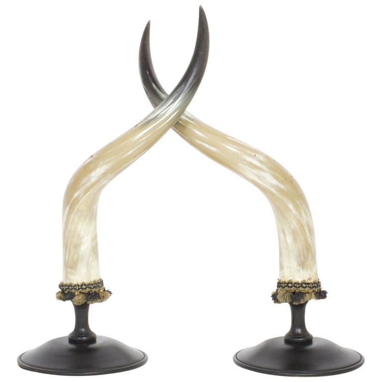 Mid-Century Pair of Large and Dramatic Polished Horns on Mounts For ...