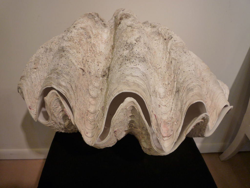 Large Double Clam Shell Mounted on Feet at 1stDibs