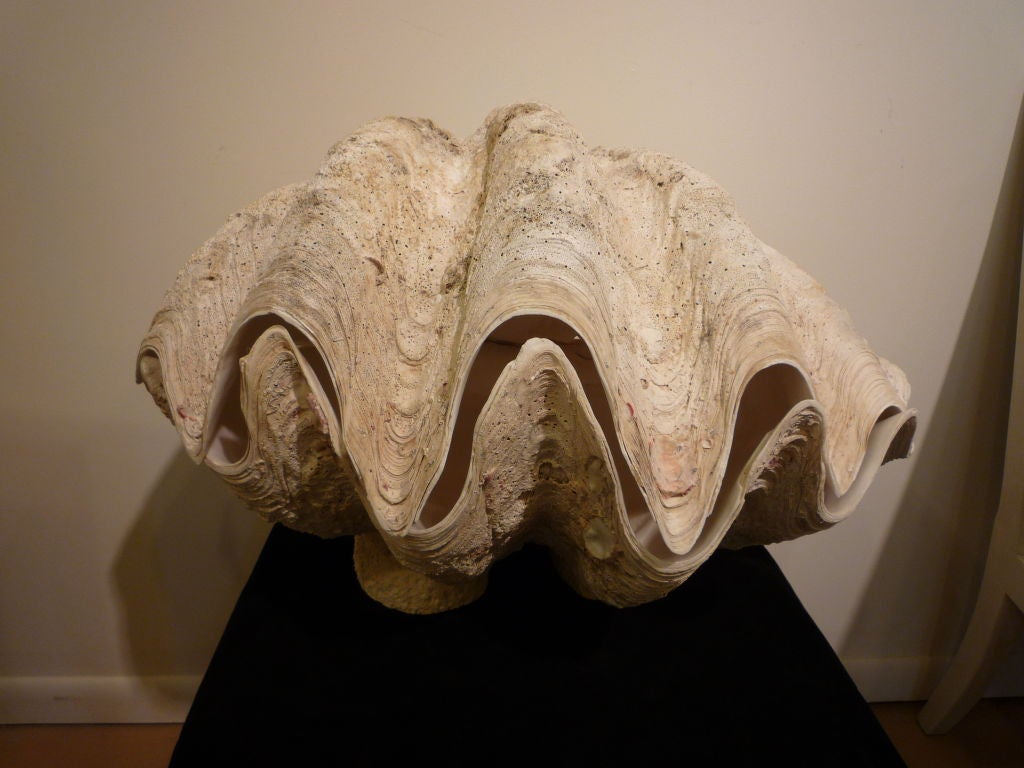 Large Double Clam Shell Mounted on Feet at 1stDibs