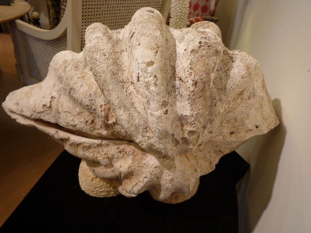 Large Double Clam Shell Mounted on Feet at 1stDibs