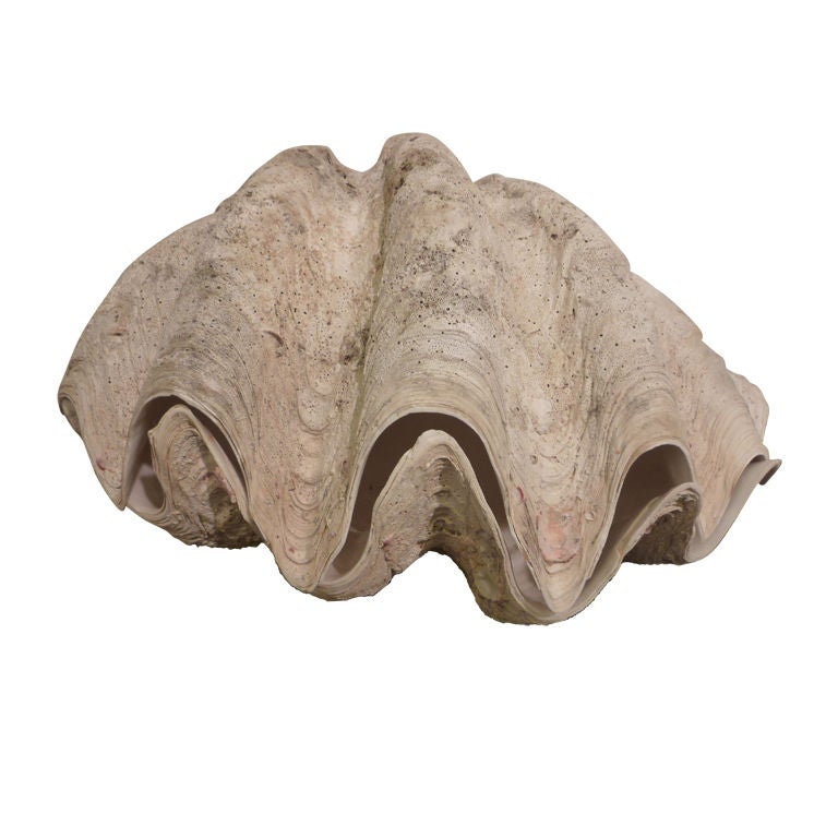 Large Double Clam Shell Mounted on Feet at 1stDibs