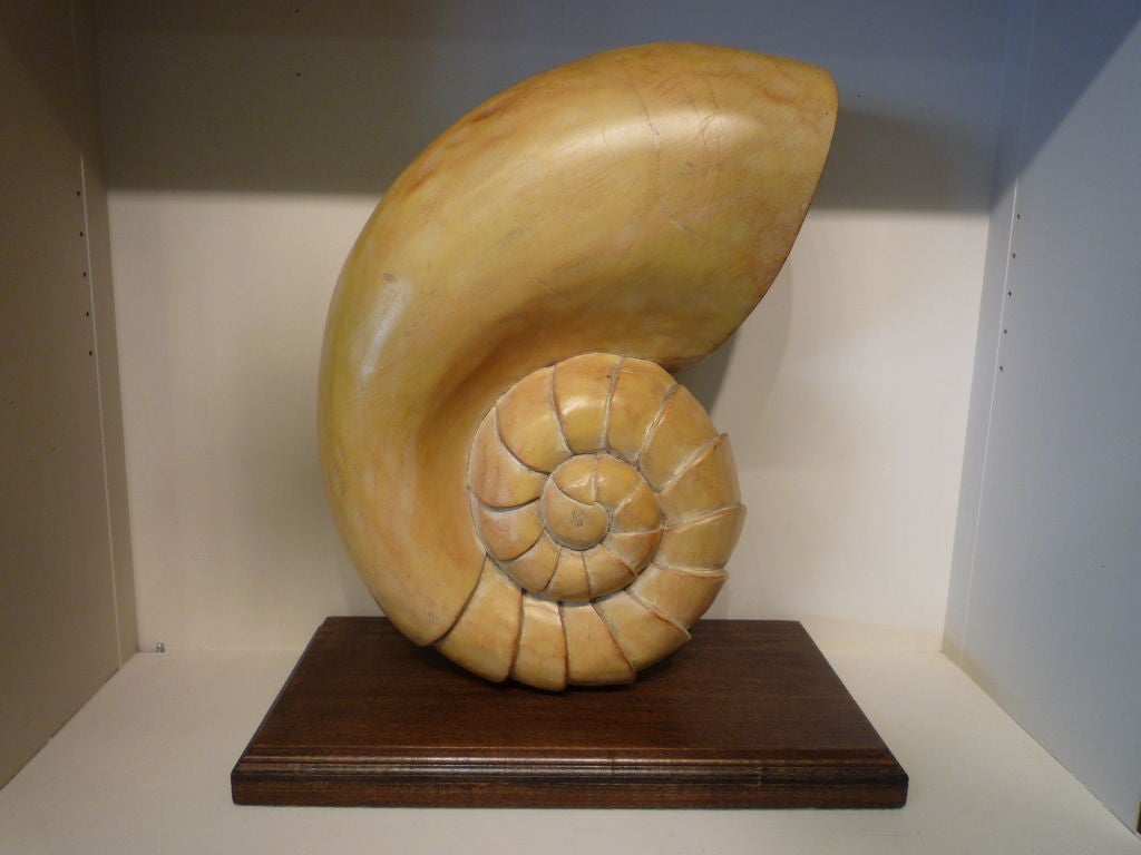 Large Carved Nautilus Shell at 1stDibs