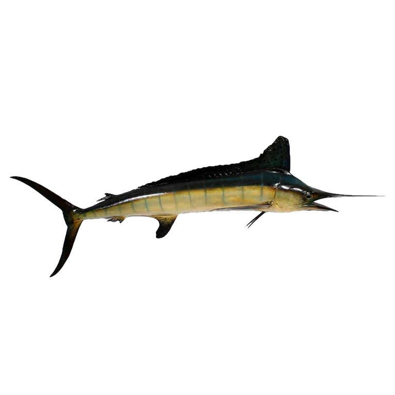 Mid 20th C Skin Mount White Marlin Fish, with Brass Plaque, Cuba Caught ...