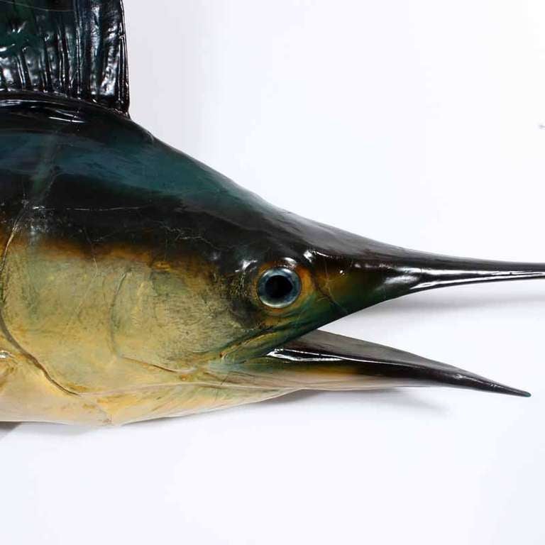 Mid 20th C Skin Mount White Marlin Fish, with Brass Plaque, Cuba Caught ...