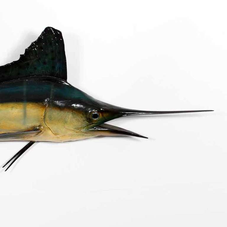 Mid 20th C Skin Mount White Marlin Fish, with Brass Plaque, Cuba Caught ...