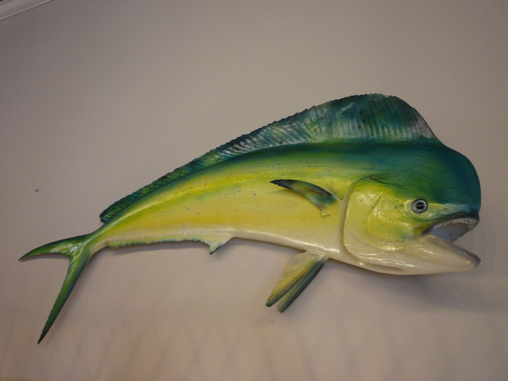 Tropical Colorful Dolphin or Maui Maui Skin Mount Fish at 1stDibs