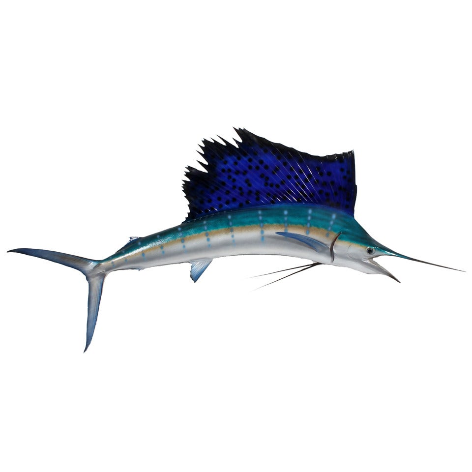Large Skin Mount Sail Fish at 1stDibs