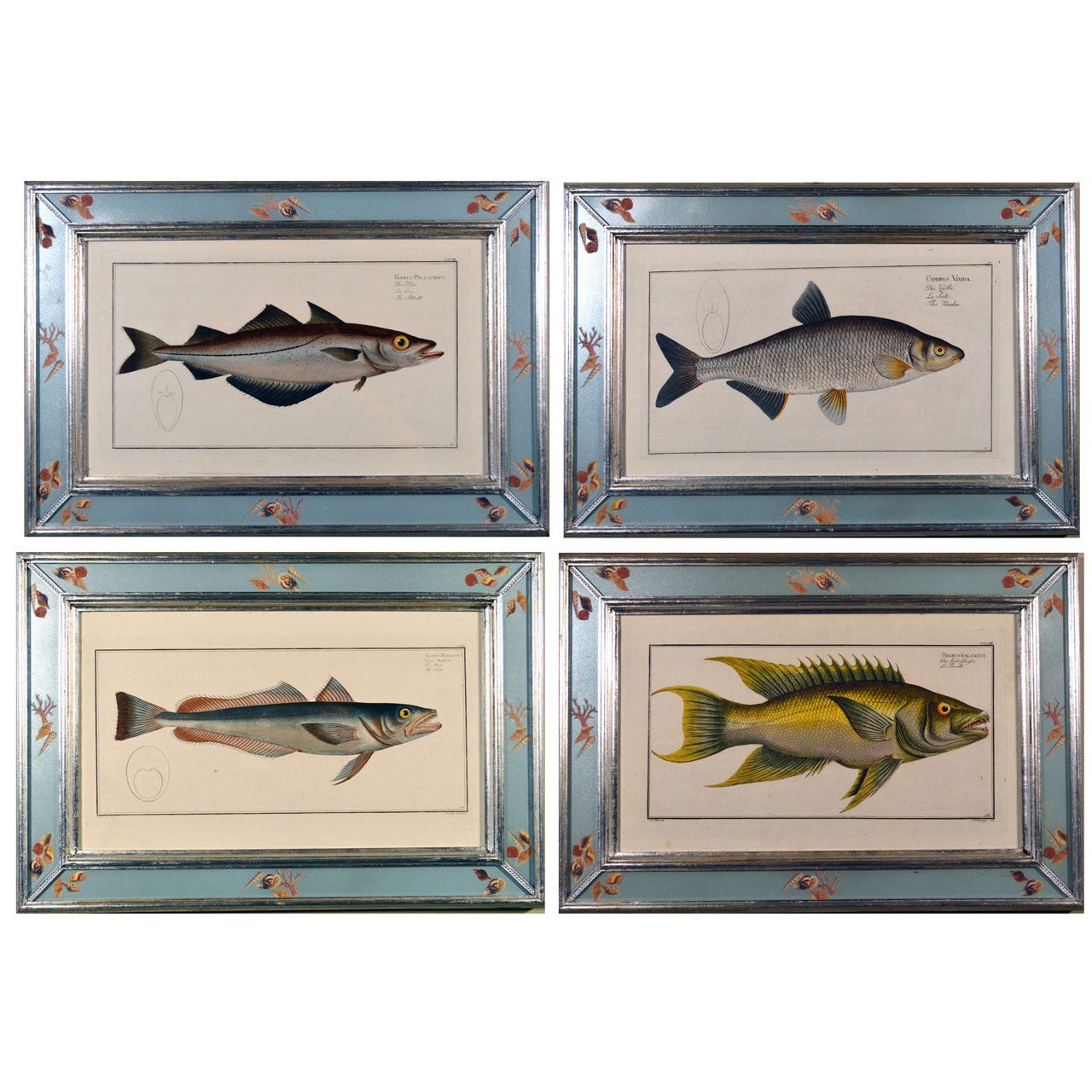 A Set of Four Hand-Colored Copperplate Engraving of Fish at 1stDibs