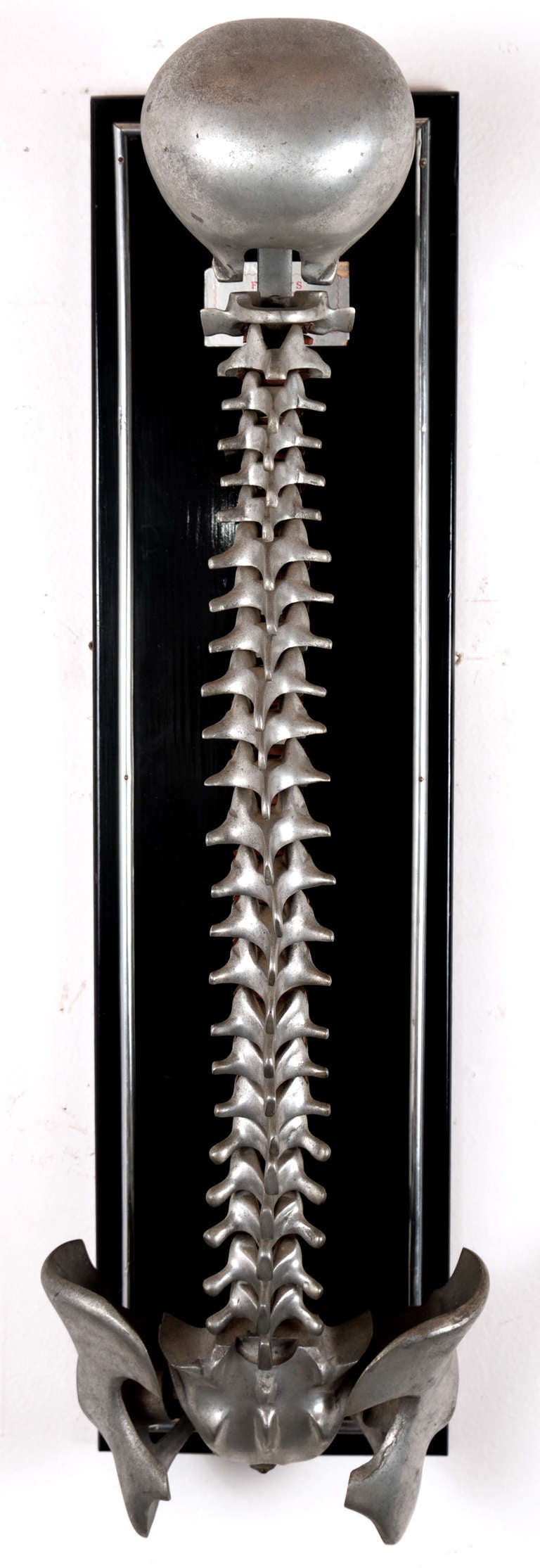 Rare 'Fleet's Demonstrator Model Number 9' Cast Aluminum Human Spine at ...
