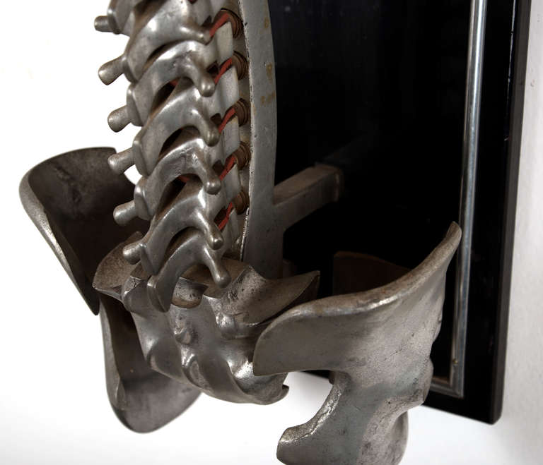 Rare 'Fleet's Demonstrator Model Number 9' Cast Aluminum Human Spine at ...