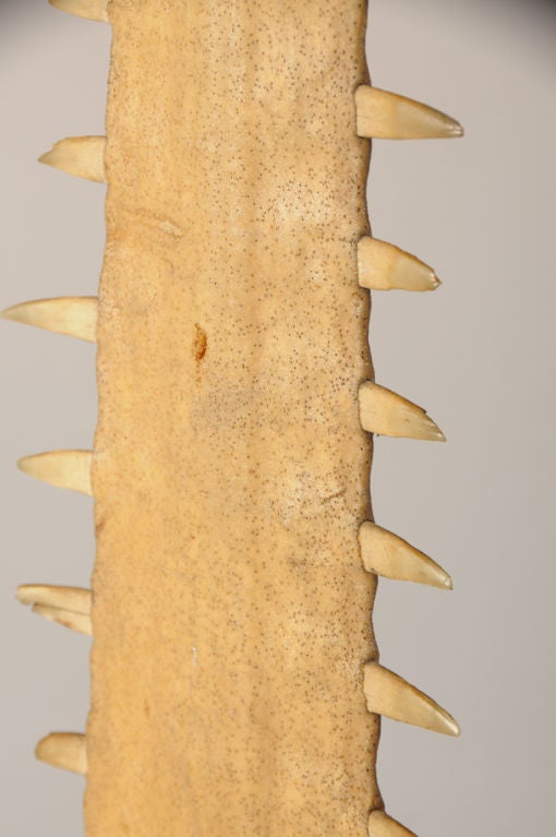 Sawfish blade from a naturalist collection from Holland at 1stDibs