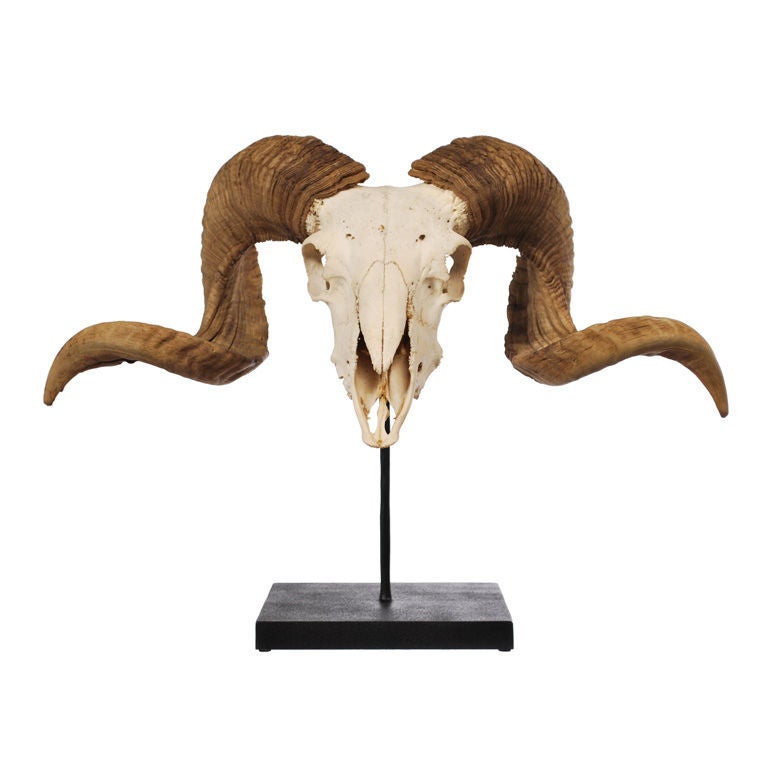 Corsican Ram Skull with Horns mounted on custom steel stand at 1stDibs