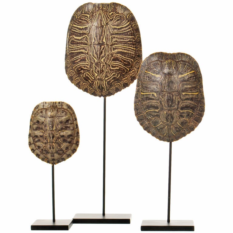 Collection of Authentic Turtle Shells on Steel Display Stands at 1stDibs