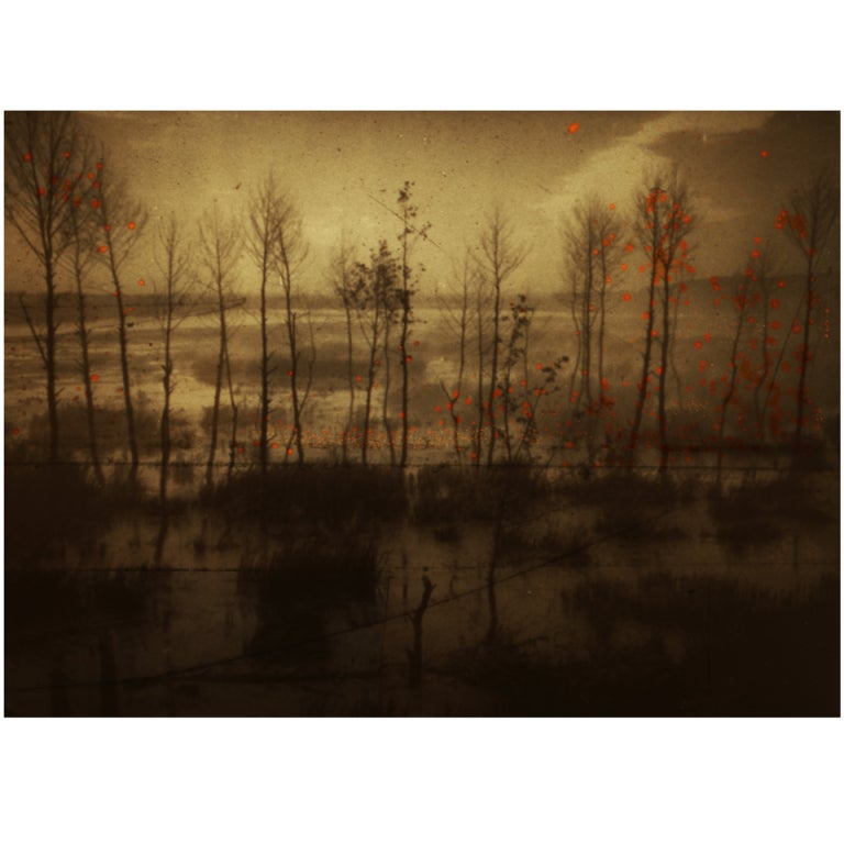 "Rust Trees", Robin Cracknell. London, 2011 For Sale at 1stDibs