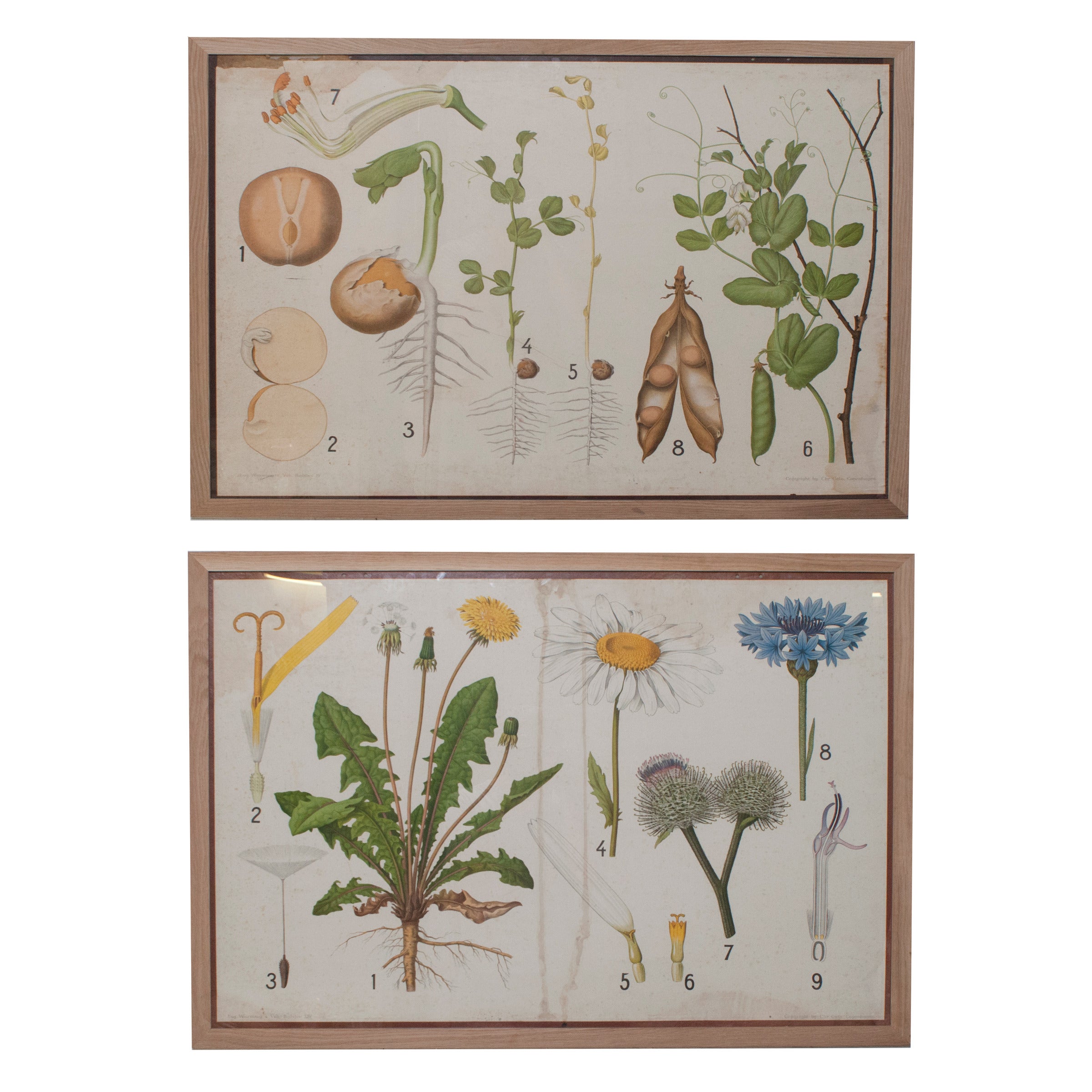 Pair of Danish Botanical Prints at 1stDibs