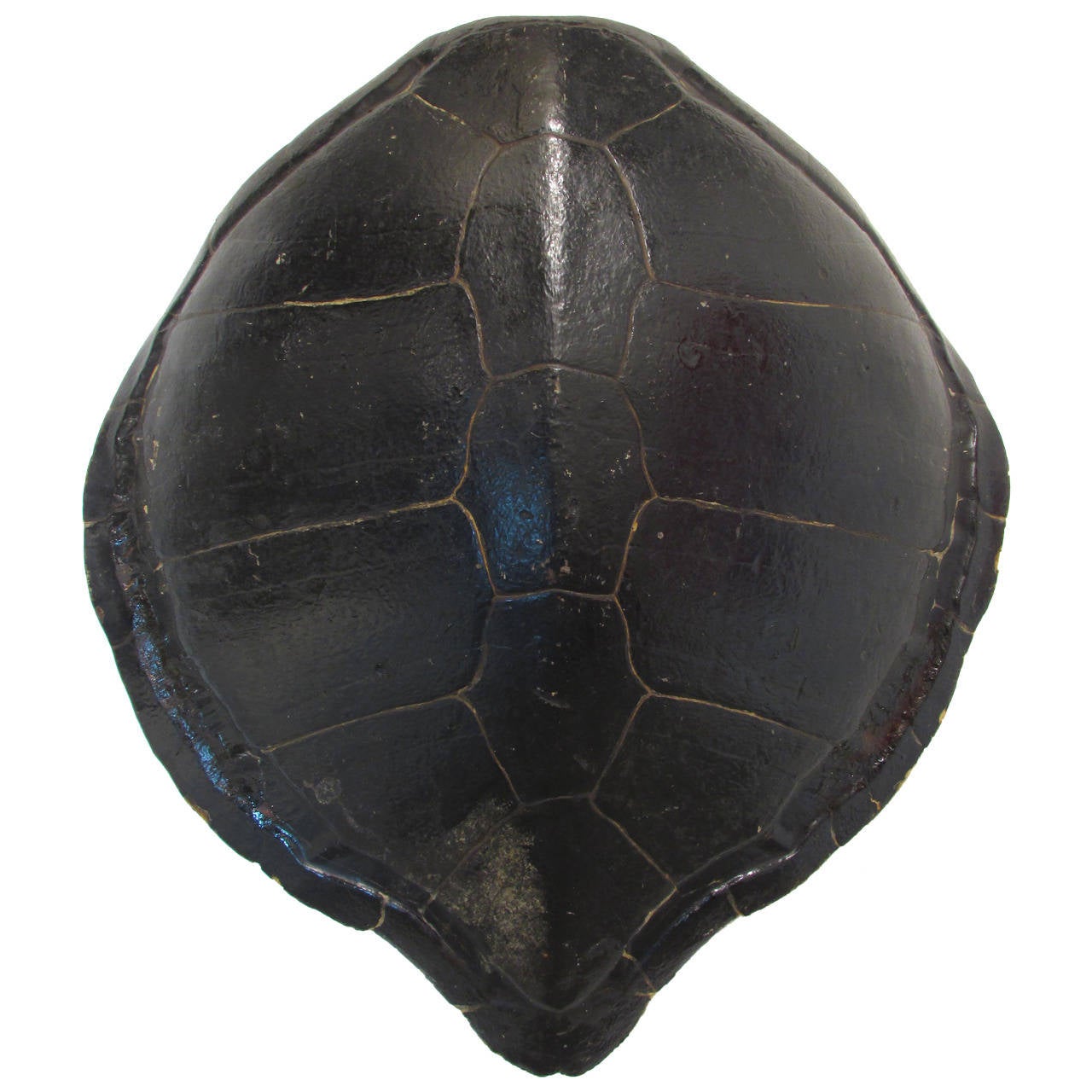 Large Turtle Shell at 1stDibs