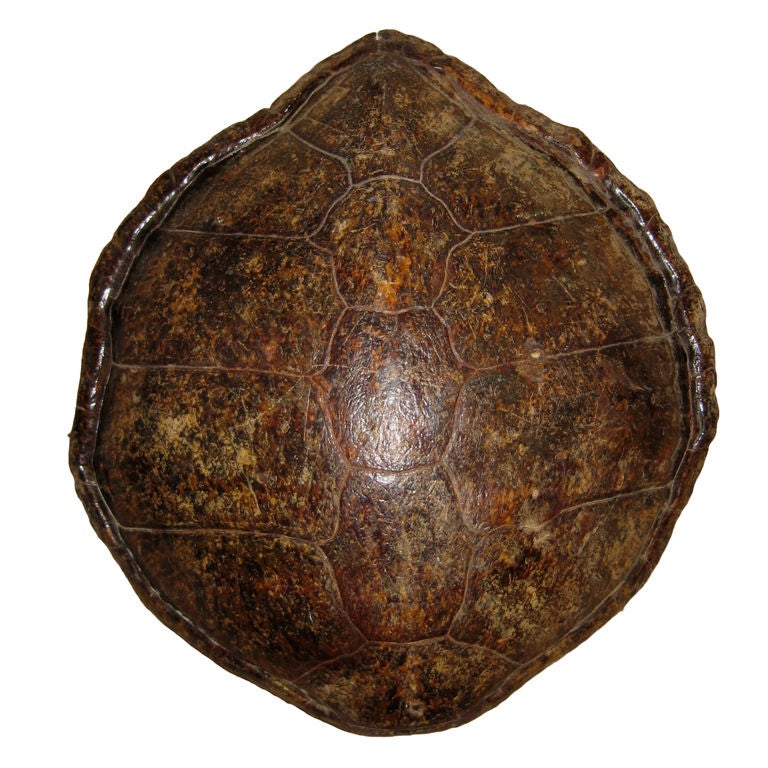 Large Turtle Shell at 1stDibs