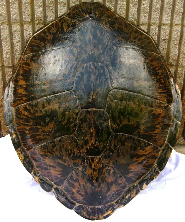Huge Turtle Shell at 1stDibs