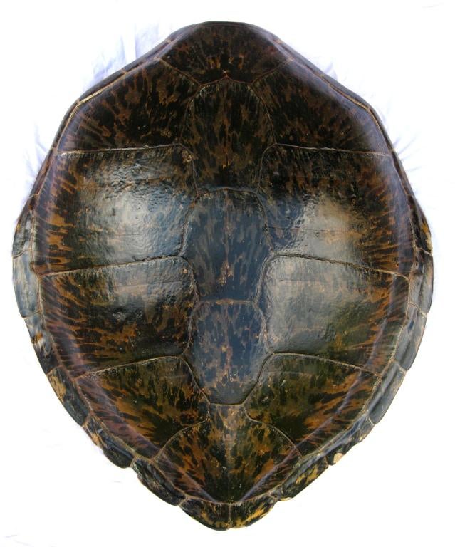 Huge Turtle Shell at 1stDibs