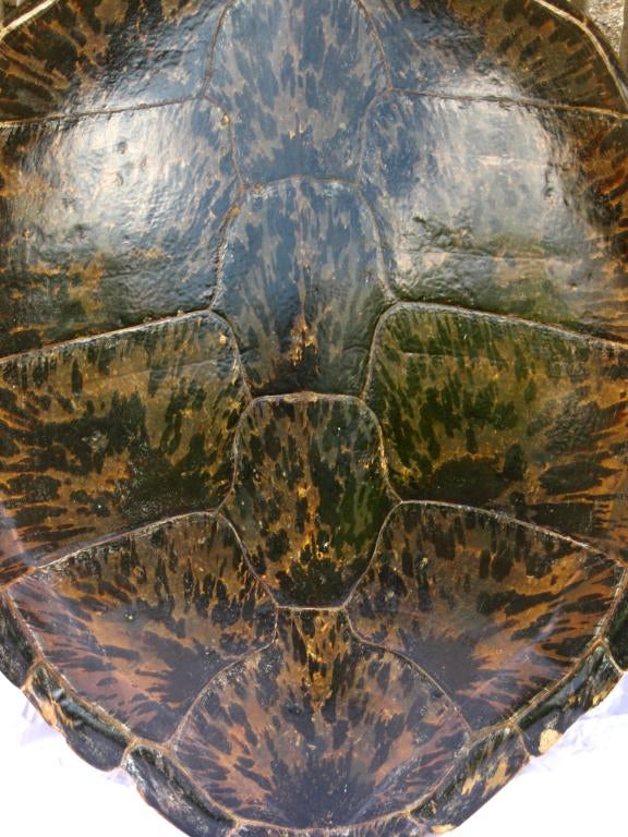 Huge Turtle Shell at 1stdibs