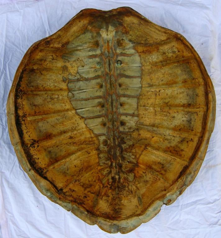 Huge Turtle Shell at 1stDibs