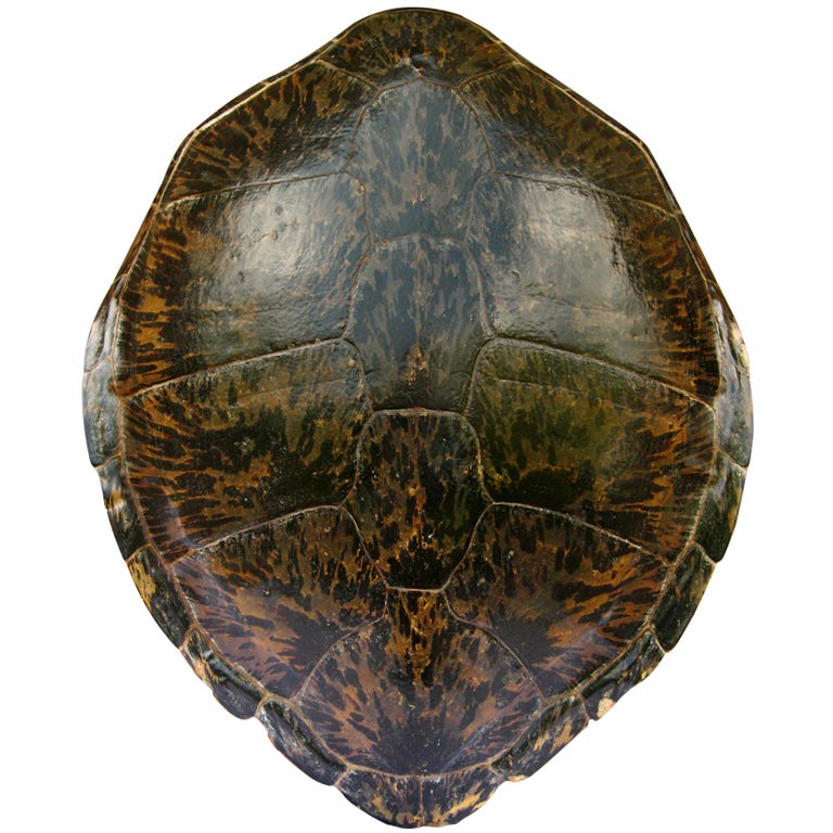 Huge Turtle Shell at 1stDibs