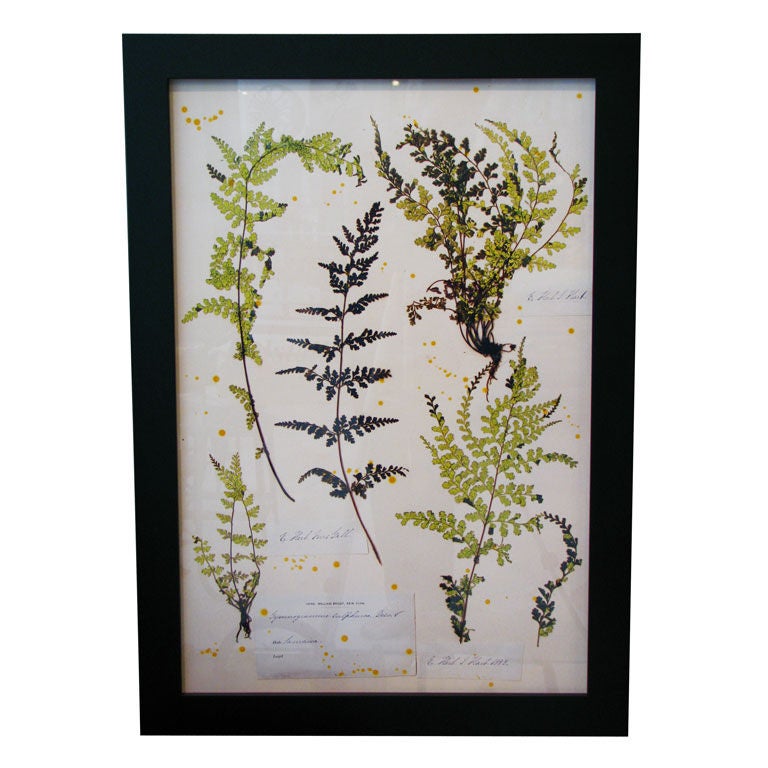 Lyn Hayden Fern Botanical Photograph at 1stDibs