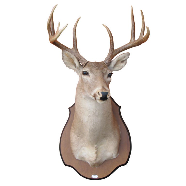 Ten Point Buck Taxidermy Mount at 1stDibs