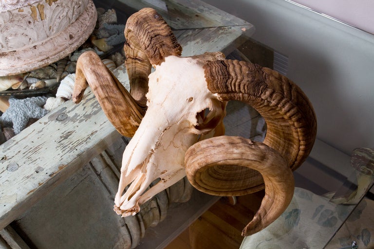Interesting Scottish ram's skull. at 1stDibs | ram's skull