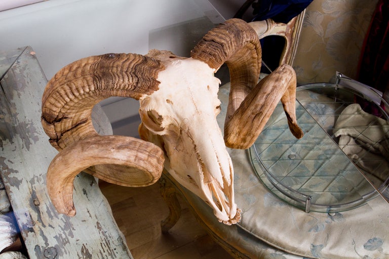 Interesting Scottish ram's skull. at 1stDibs | ram's skull