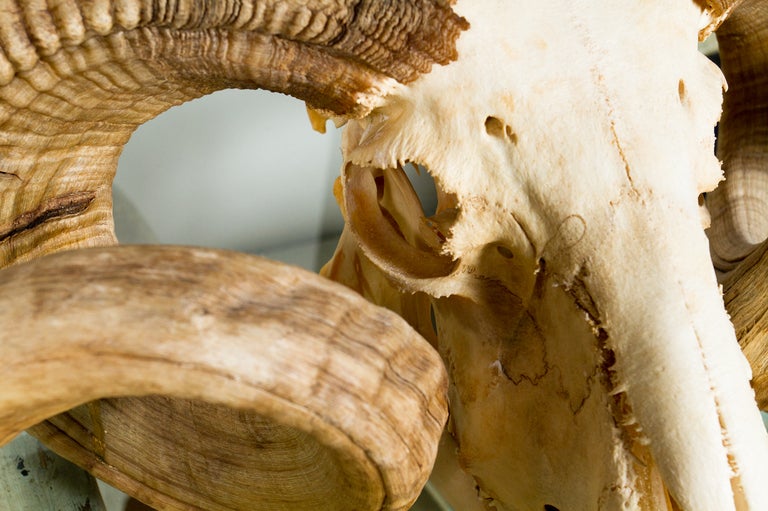 Interesting Scottish ram's skull. at 1stDibs | ram's skull