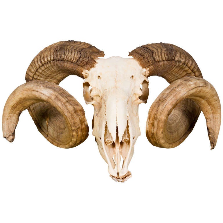 Interesting Scottish ram's skull. at 1stDibs | ram's skull