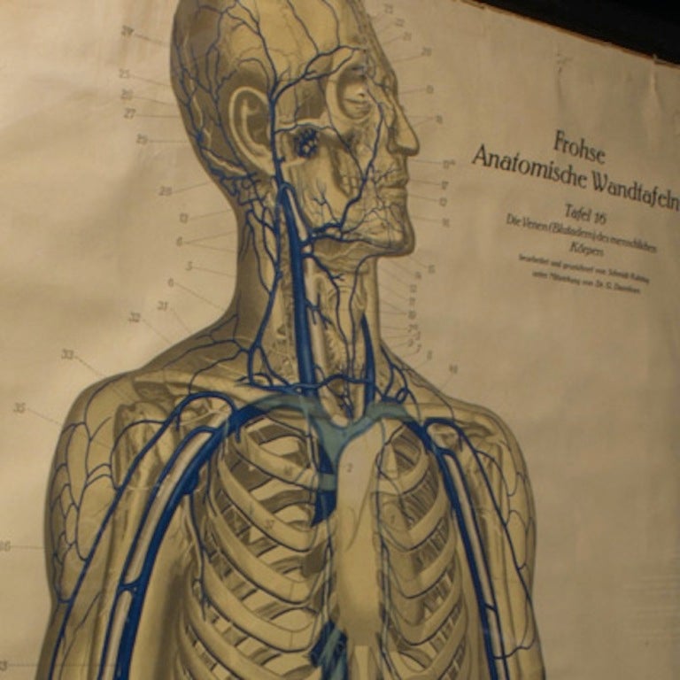 Vascular Anatomical Chart of Human Body at 1stDibs