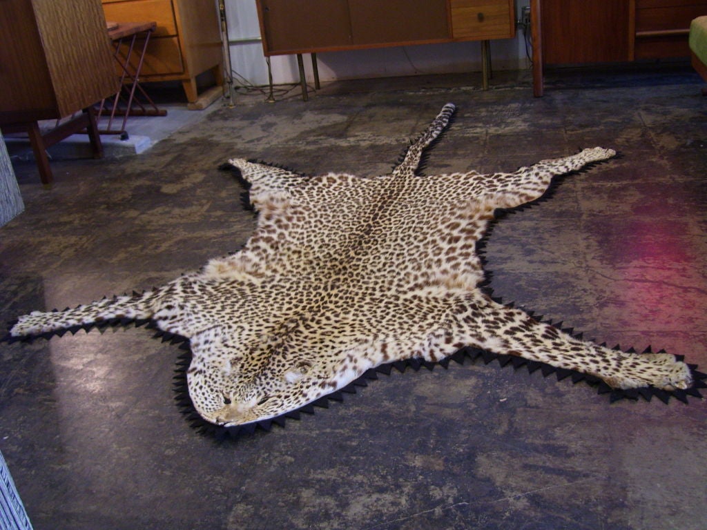 Vintage Flat Head Mount Leopard Skin Rug at 1stDibs