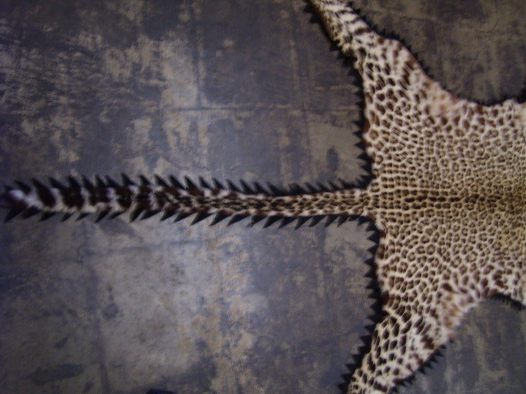 Vintage Flat Head Mount Leopard Skin Rug at 1stDibs